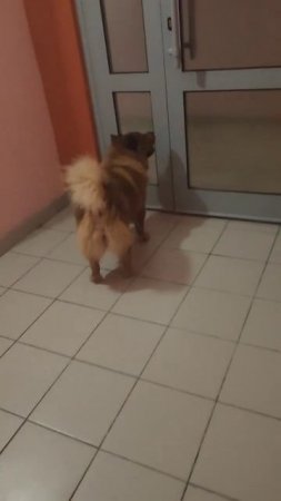 пришла с прогулки хитропопик