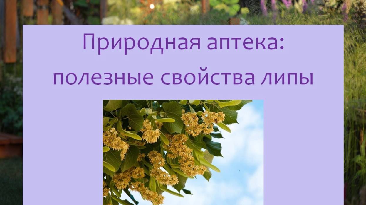Природная аптека: полезные свойства липы