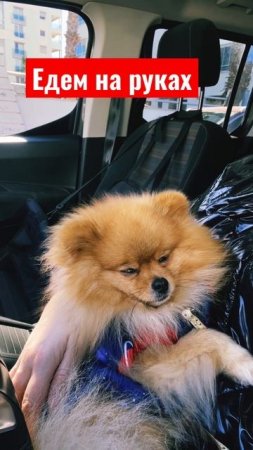 Собака на руках #pets #dog #pomdog #cat #doglover #природа #funny #dogowner #lovedogs #pomeranian