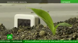 В России полностью отработали технологию банановодства