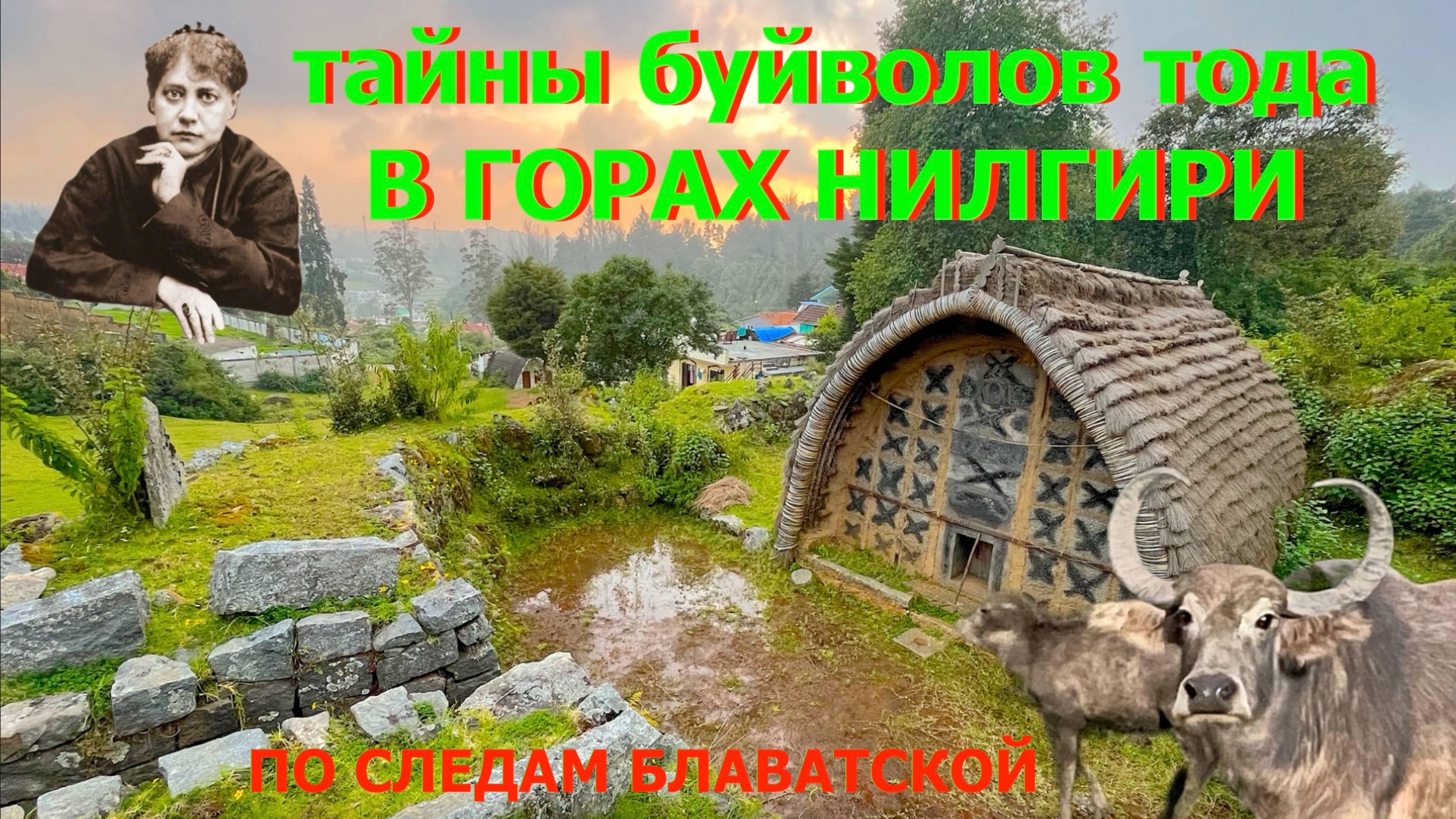 СВЯЩЕННЫЕ БУЙВОЛЫ ТОДА В ГОРАХ НИЛГИРИ | Блаватская в Ути
