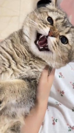 Какой ты КОТ по Знаку Зодиака ЧАСТЬ 3 🙀 #cat #юмор #знакизодиака