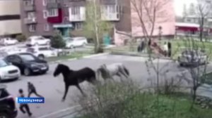 Инцидент со сбитым лошадью ребёнком в Новокузнецке проверяет Следком