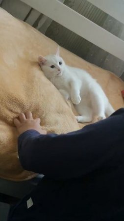 Моя кошка в шоке. Прикол с кошками. Играю со своей кошкой.