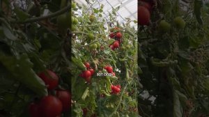 ОТ 15 ДО 30 КГ ПОМИДОР ЧЕРРИ С КУСТА