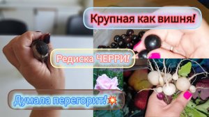 9 - 17.07.2024 А вылететь НЕ СМОГ!🕊Не ЧУВСТВУЕТ запаха!😵Неделю на даче!😍Что ем.🍜