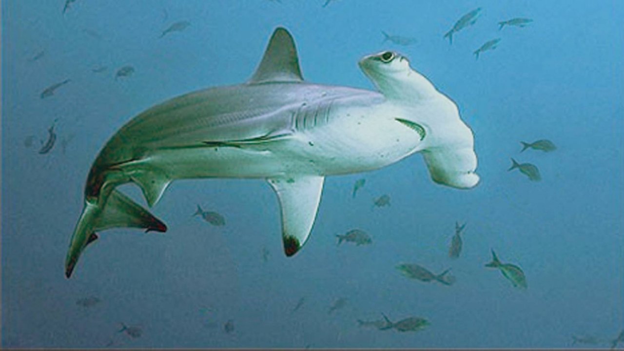 ОСТРОВ СИПАДАН. ЧЕРЕПАШИЙ РАЙ. фильм-4