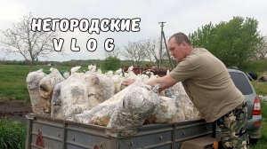 Грибные блоки как удобрение для ОГОРОДА. 02.05.25