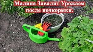 Малины будет в 5 Раз больше Подкормка Народная для увеличения урожая ягоды.