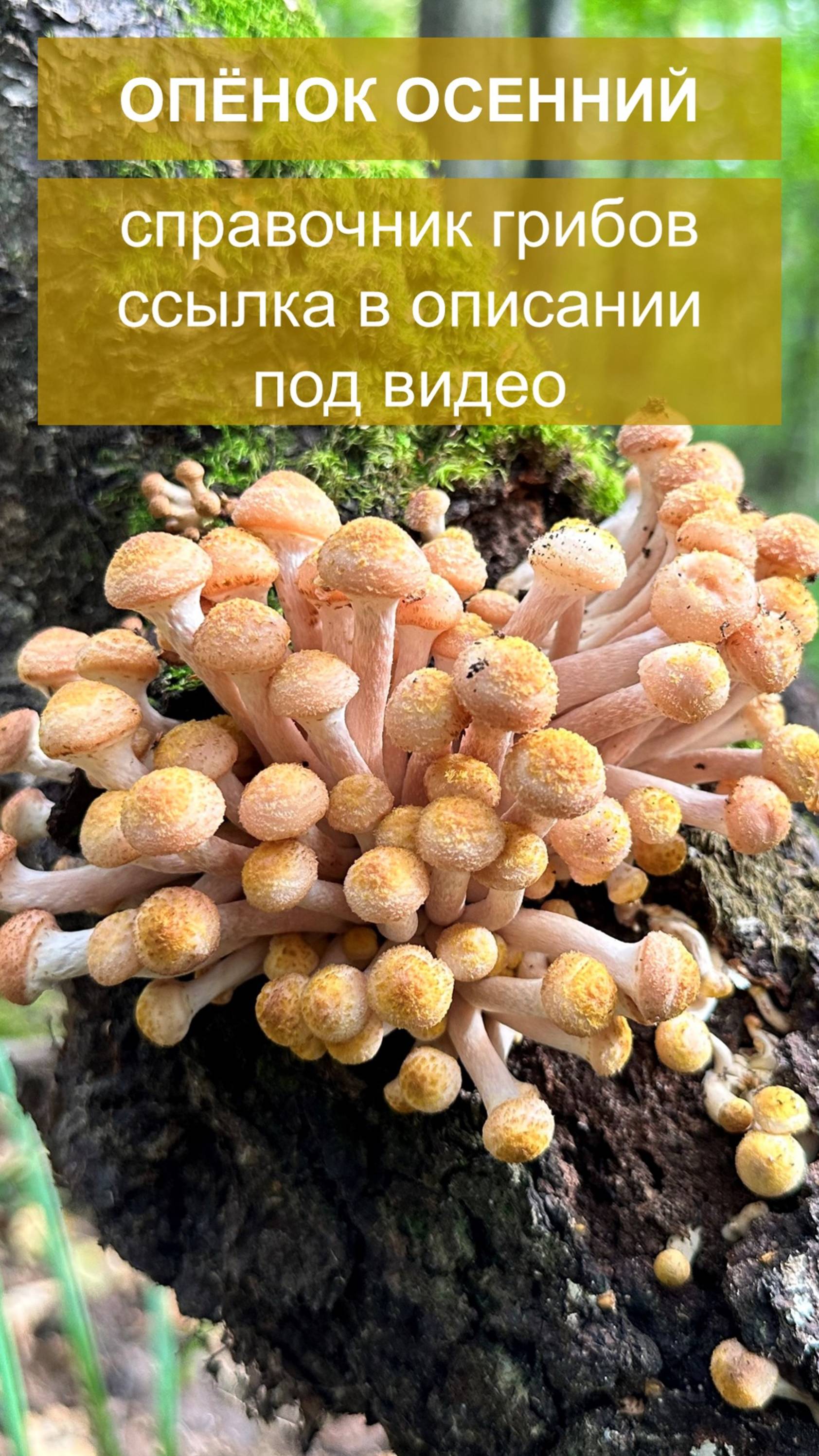 Опёнок осенний - справочник грибов