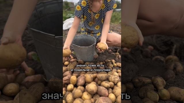 Сбор картошки. Урожай 2024 года