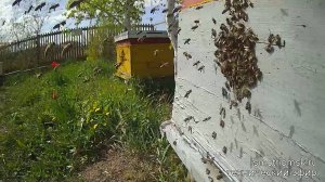 пасека онлайн, Россия, Сибирь, Омск