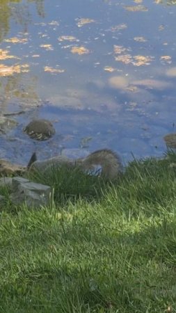Видели как белка воду пьет?