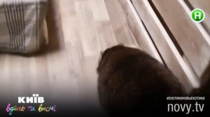 Прогулка енота по дому. Приключения енота или Один дома - Серия 2