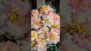 АВ-Золотая Панда и АВ-Золотой Шафран- наши золотки. Такие интересные и эффектные.
