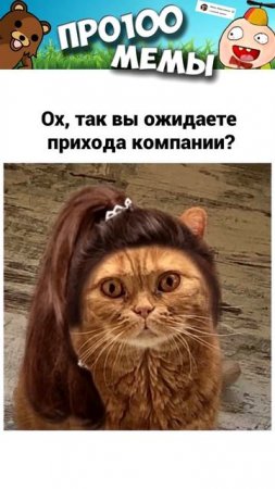 Короткие приколы и мемы с котами 17 Мая Смешные картинки с озвучкой #shorts