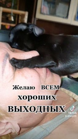 чихуа приколы. чихуахуа.