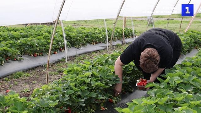 В Сочи начался сезон сбора тепличной клубники
