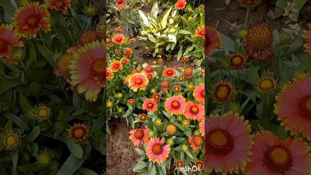 🌺28 июля 2024 г.Клумба расцвела🎉🌺.🎉