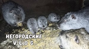 По грибы. Вечернее кормление НУТРИЙ: каша с добавками. 03.05.25