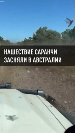 Нашествие саранчи засняли в Австралии