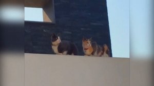 Прикольные видео с котами 2023.  Funny videos with cats 2023. Cute cats Titanic Rose.Коты.Титаник.