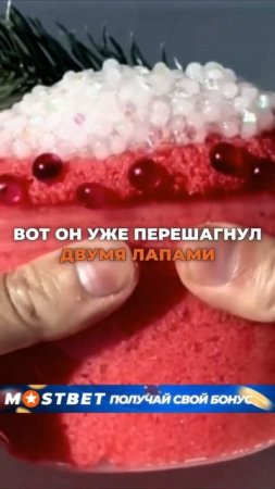😂САМЫЙ ЛЕНИВЫЙ КОТ!😂 #юмор #смех  #шутки #приколы