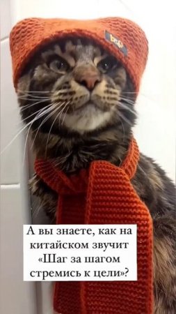 А вы знаете китайски? #китайскийязык#мудрость#мудрый #юмор#кот #котомания #youtubeshorts#like#мейку