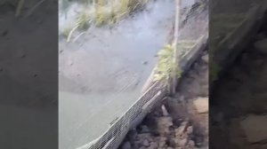 Дно углубление пруда. Откачка со дна за пределы участк