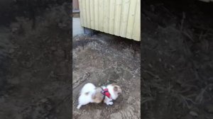 Водопровод от абиссинской скважины