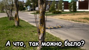 Лайфхак для сада - как превратить многоствольный саженец в одно крепкое дерево за несколько лет