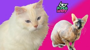 Лаборатория Развлечений! — Кусь-шоу — Вкусняшки и челленджи для котиков