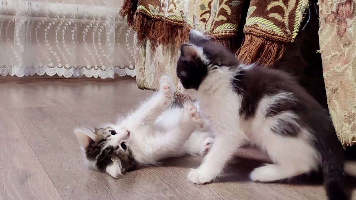 Мама-кошка наблюдает за игрой своих котят. Мама-кошка учит котят быть чистыми.