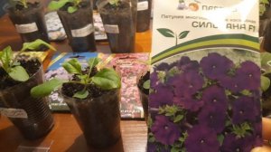 ПЕТУНИЯ 🌱РАССАДЕ 3 НЕДЕЛИ ЛЮБИМЫЕ СОРТА
