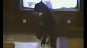 самые добрые приколы с животными