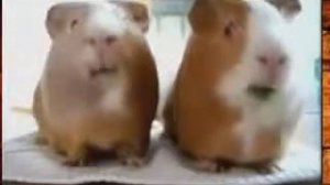 Морские свинки! очень смешное видео