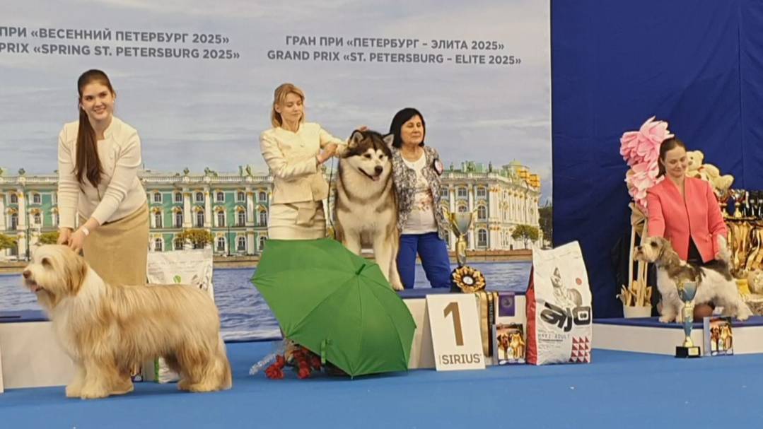 27.04.2025, СПб. Клуб "Элита" (РКФ, ОАНКОО). Выставка собак "КУБОК ЭЛИТЫ" (САС, ЧФ)