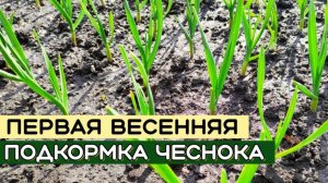 ПЕРВАЯ подкормка ОЗИМОГО ЧЕСНОКА весной. ЧЕМ подкормить ЧЕСНОК весной