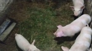 Каждое утро начинается одинаково.