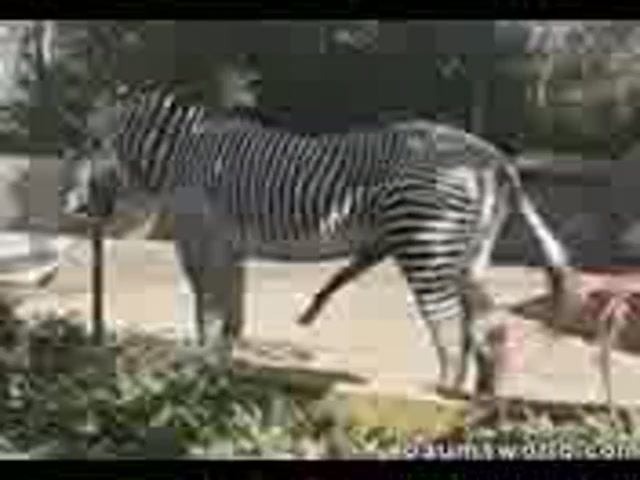 Happy Zebra