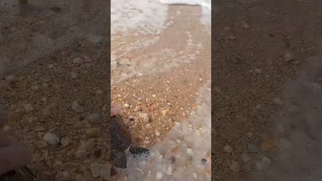Продается участок на берегу Азовского  моря