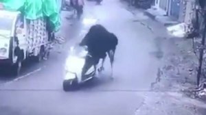 В Индии бык покатался на скутере