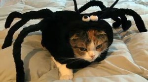 Хэллоуинские наряды для котят