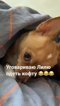 Приколы чихуахуа #shortvideo #shorts #рекомендации #подпишись #dog #лайк