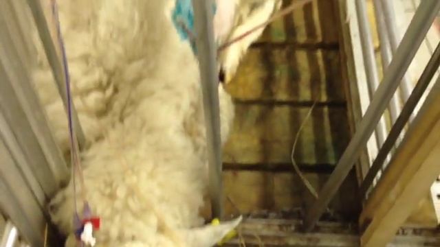 Исследования "БИОСОФТ-М" в области перфузионных технологий