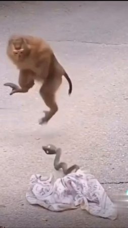 Бесплатный сыр только в мышеловке #shorts #monkey #обезьяна