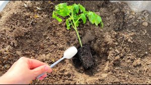 🍅 ПОЛОЖИЛА ЭТО В ЛУНКУ — ТОМАТЫ ВЗРЫВНО ПОШЛИ В РОСТ! УРОЖАЙ БЫЛ ШИКАРНЫЙ!
