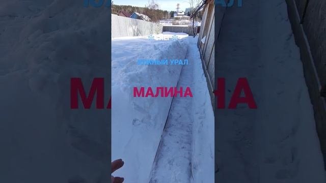 КАК ЗИМУЕТ МАЛИНА 🌿❄️💯❤️...