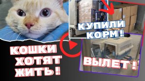 Самое тяжёлое - когда умирают и когда просишь #спасение