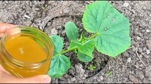 🌱 ЛЬЮ ЭТО ПОД ОГУРЦЫ, ТОМАТЫ, ПЕРЦЫ — И ОНИ ПРУТ КАК СУМАСШЕДШИЕ! 🍅